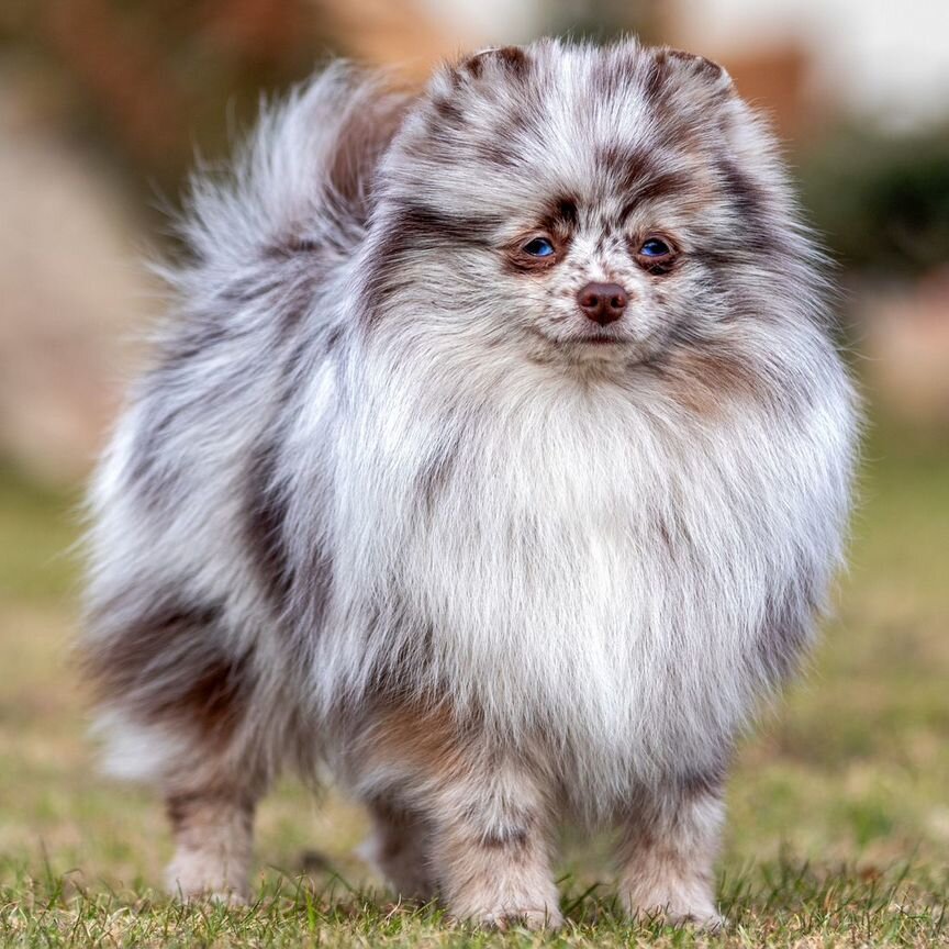 Померанский шпиц, щенок