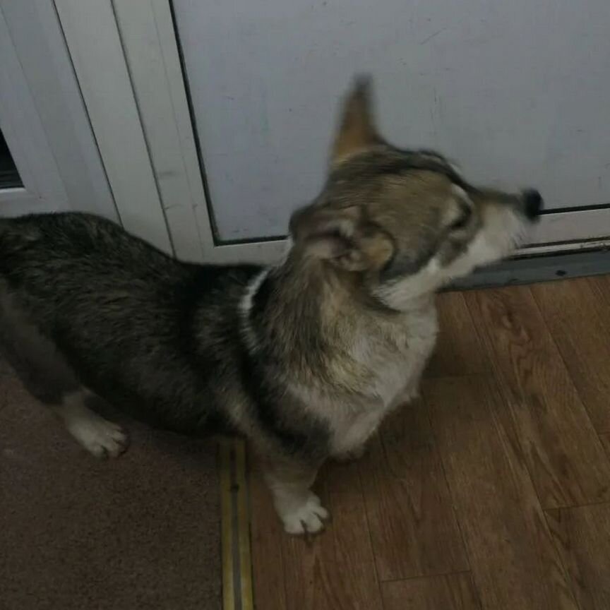 Щенок в добрые руки