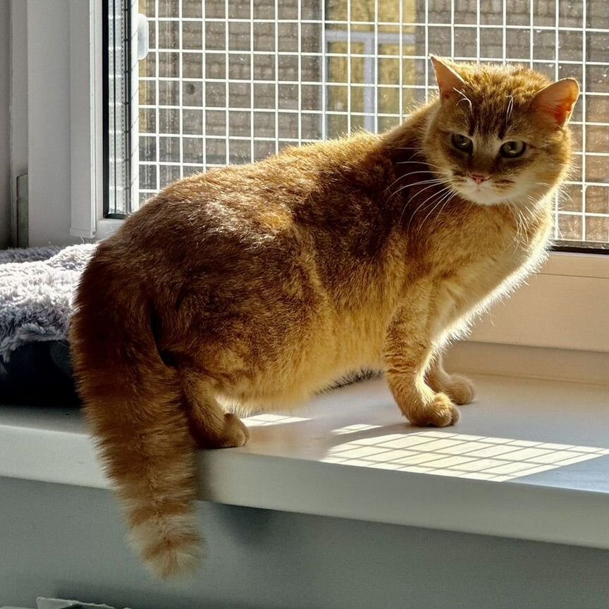 Рыжая красотка ищет дом