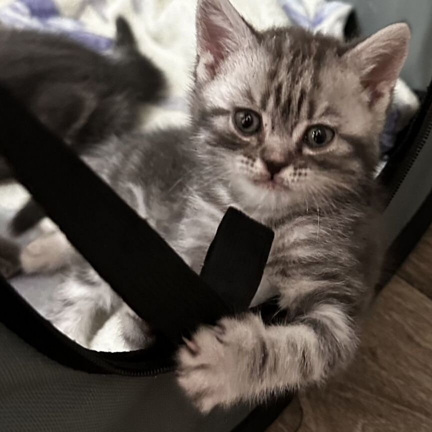 Британский короткошёрстный котёнок