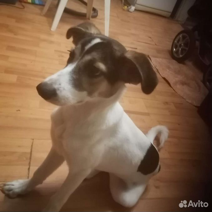 Щенки дворняшка смешанная с хаски