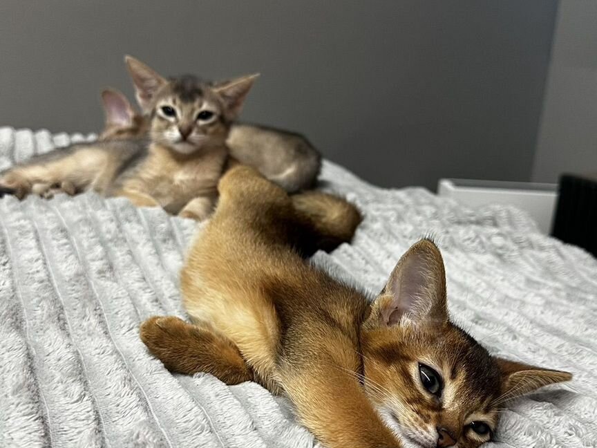 Абиссинские котята
