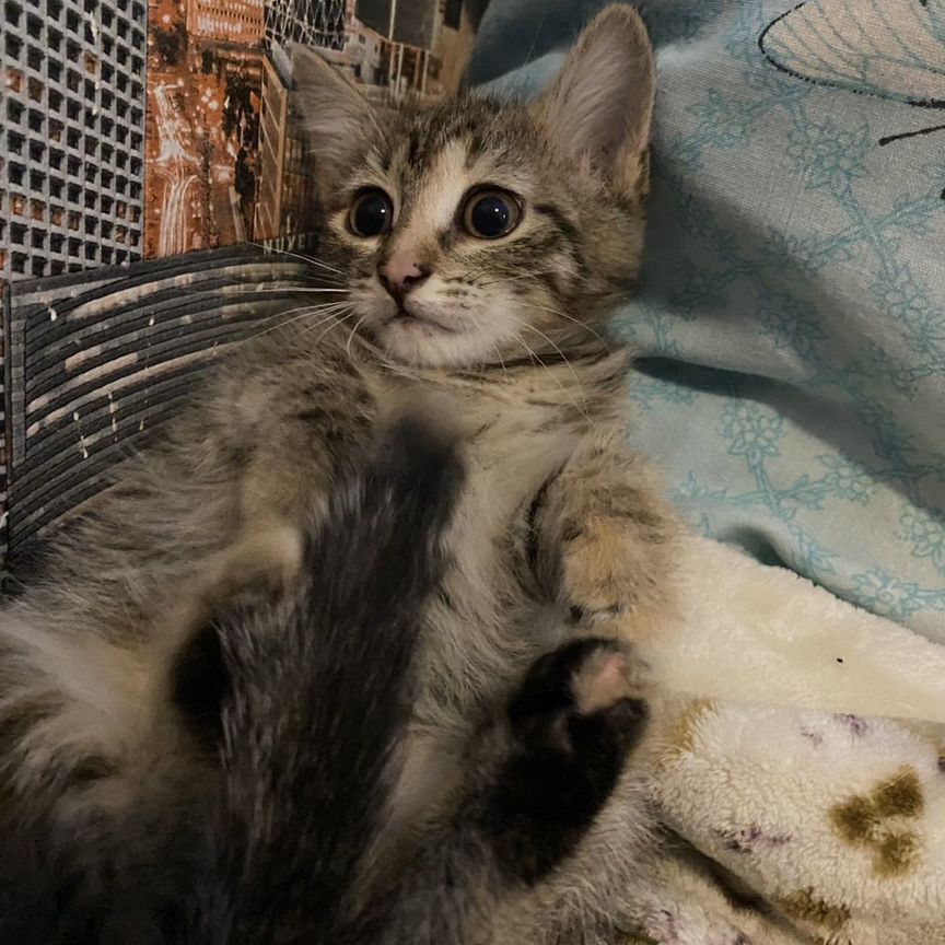 Котенок