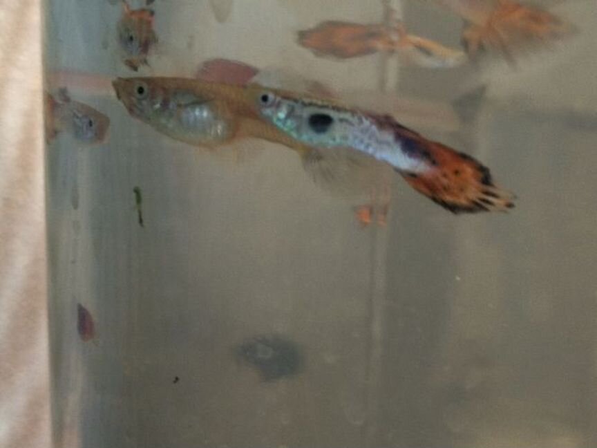 Аквариумные рыбки гуппи, мелании