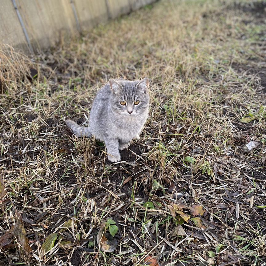 Котята в добрые руки бесплатно