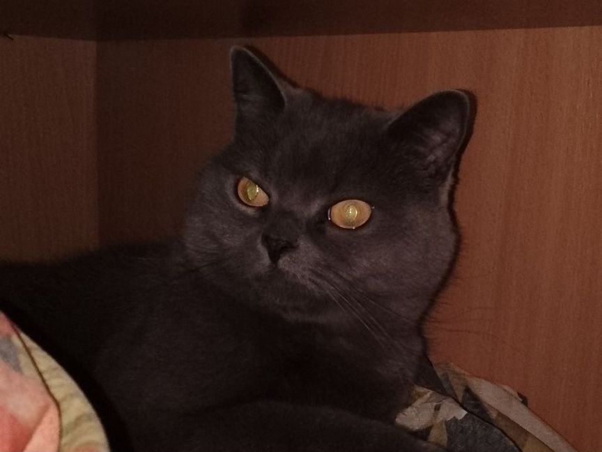 Британская короткошерстная кошка