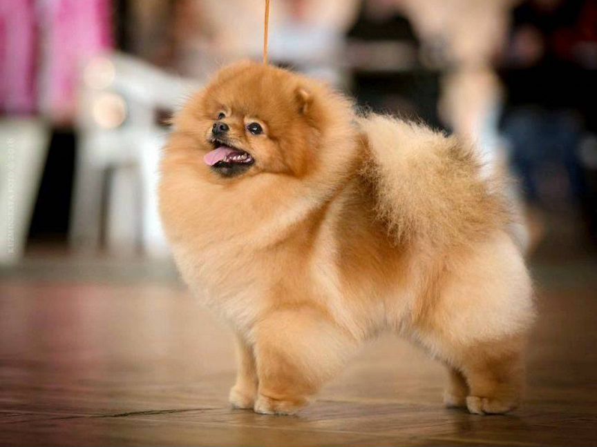 Померанский шпиц