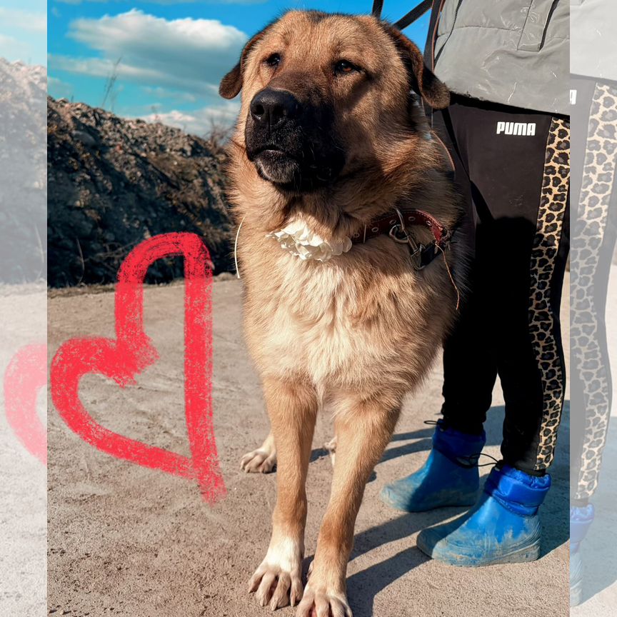 Взрослый пёс в добрые руки