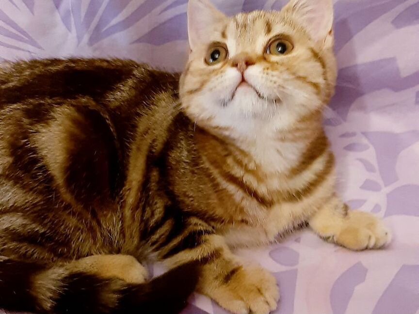 Шотландская кошечка