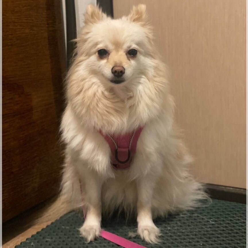 Немецкий шпиц, взрослая собака