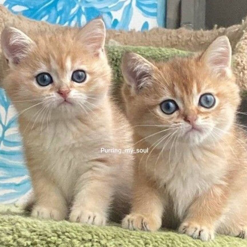 Британский короткошёрстный котёнок