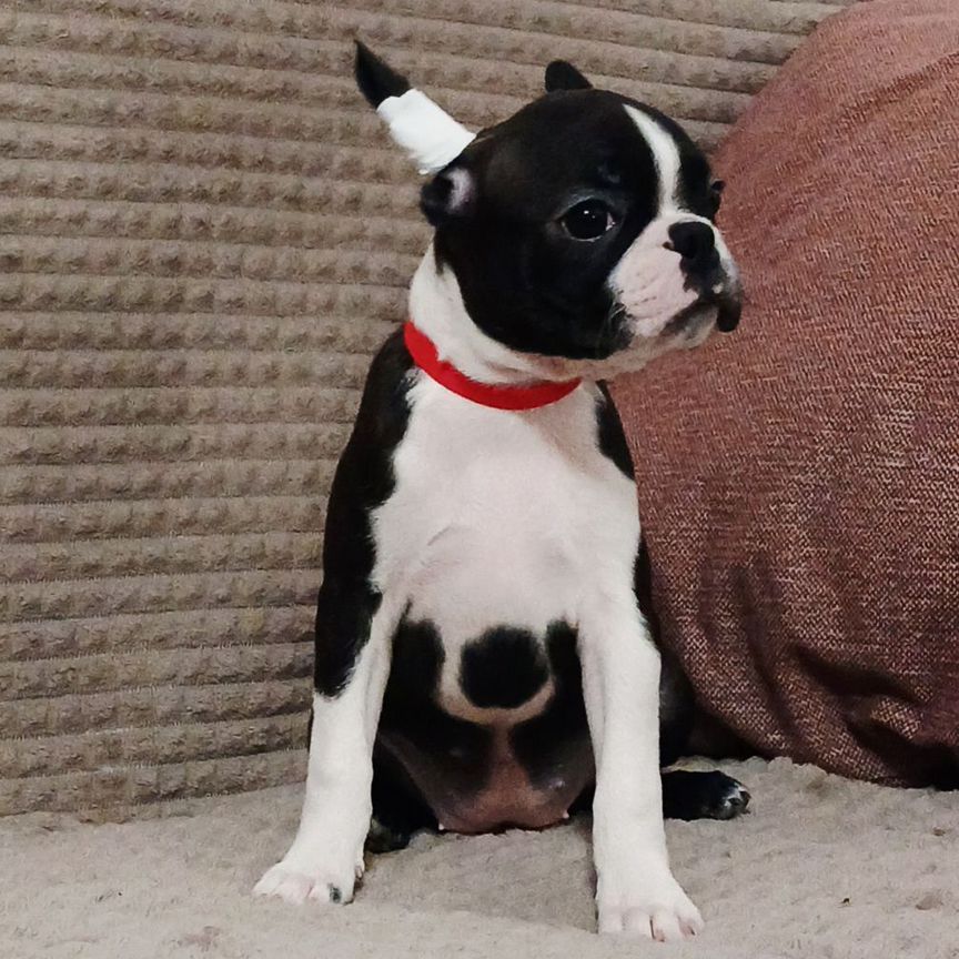 Бостон-терьер, щенок