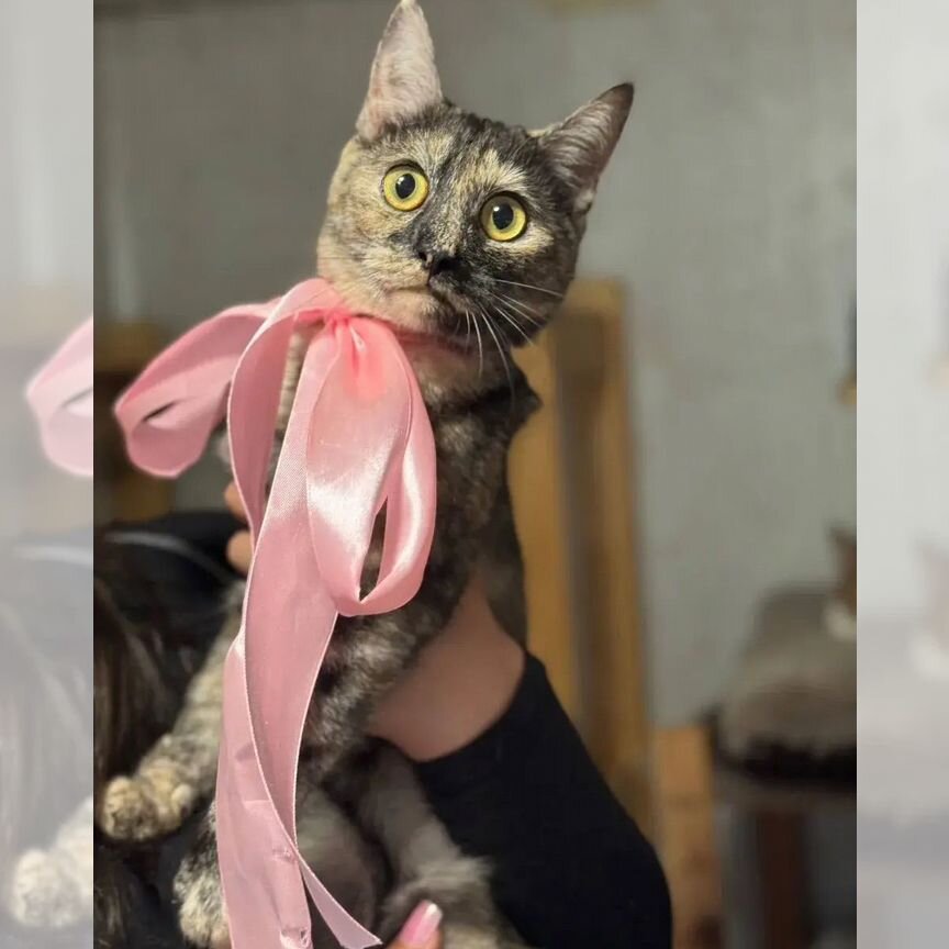 Взрослая, кошка в добрые руки