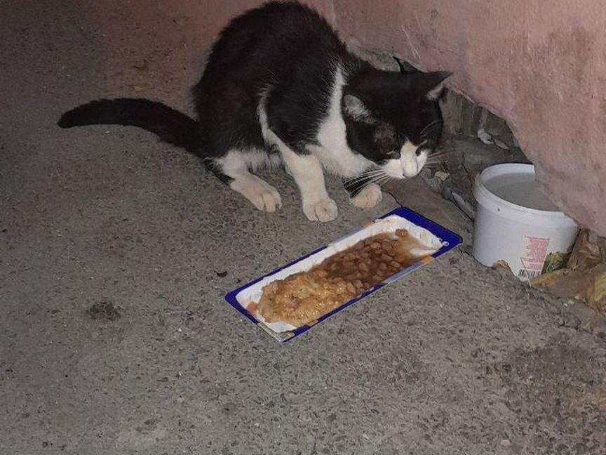 Слепой котик и истощенный на улице