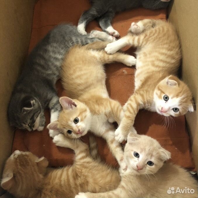 Котята в добрые руки, 1,5мес, приучены к лотку