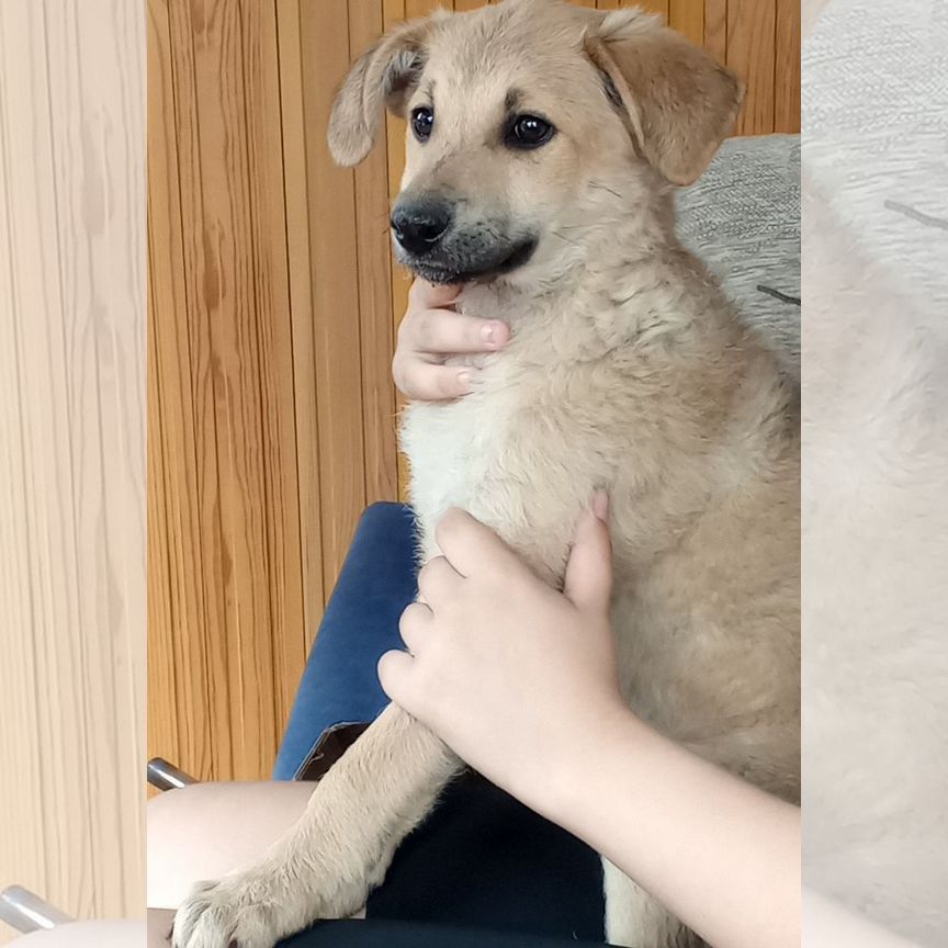 В дар щенок