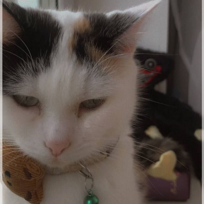 Взрослая кошка в добрые руки