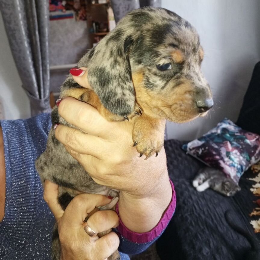 Щенки кроличьей таксы. Таганрог