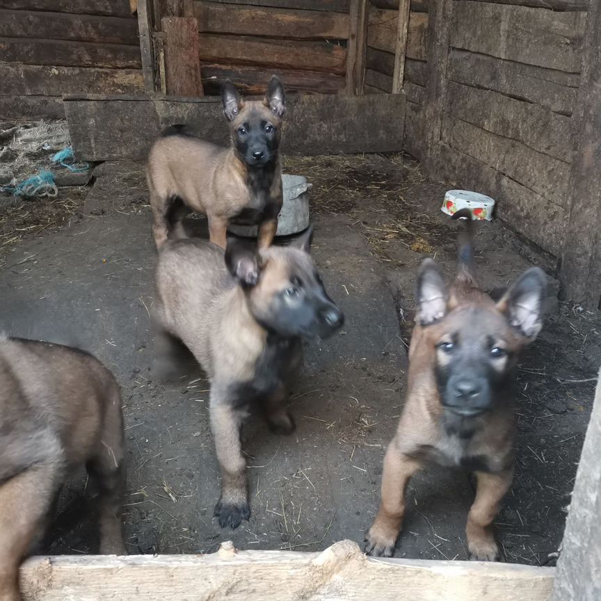 Щенки бельгийской овчарки малинуа