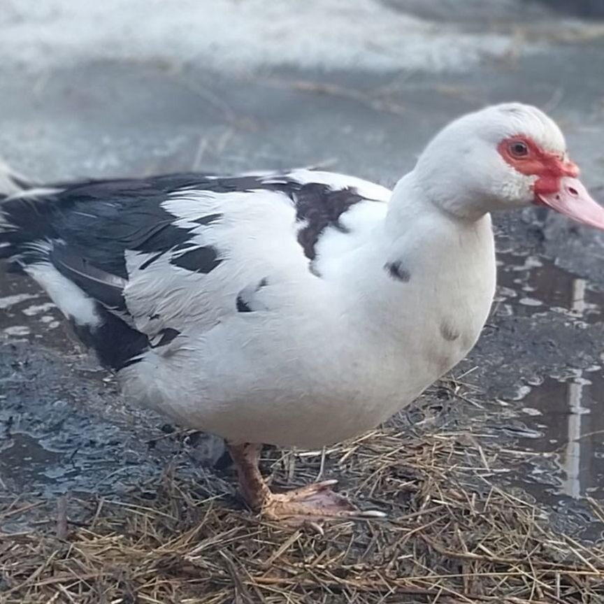 Индоутка мускусная утка