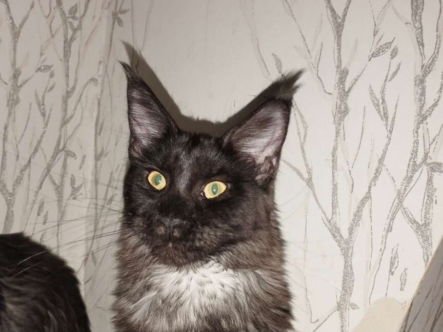 Котёнок подросток мейн-кун продажа