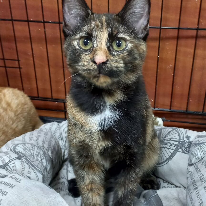 Котёнок девочка