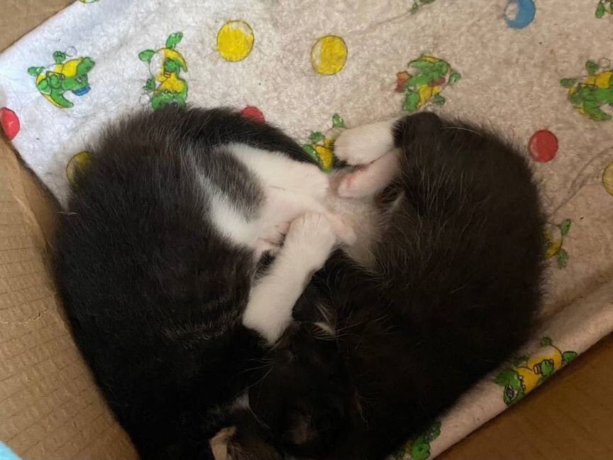 2 Кошечки