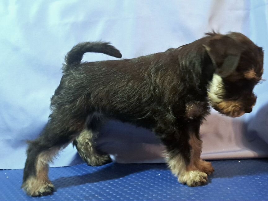 Девочка чёрная с серебром