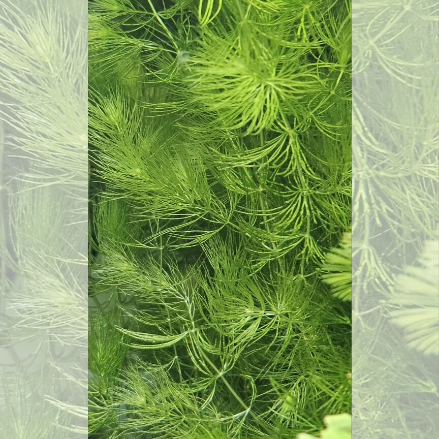 Роголистник