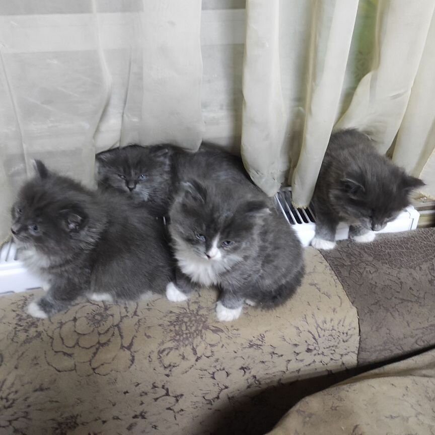 Котята