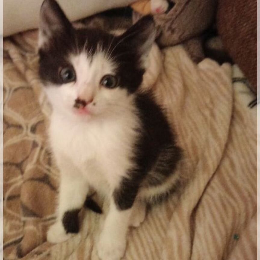 Котёнок в добрые руки