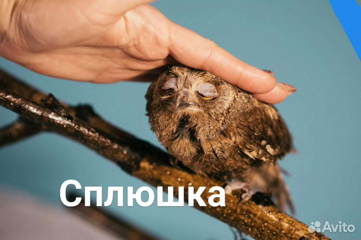 Сплюшка ласковая птичка