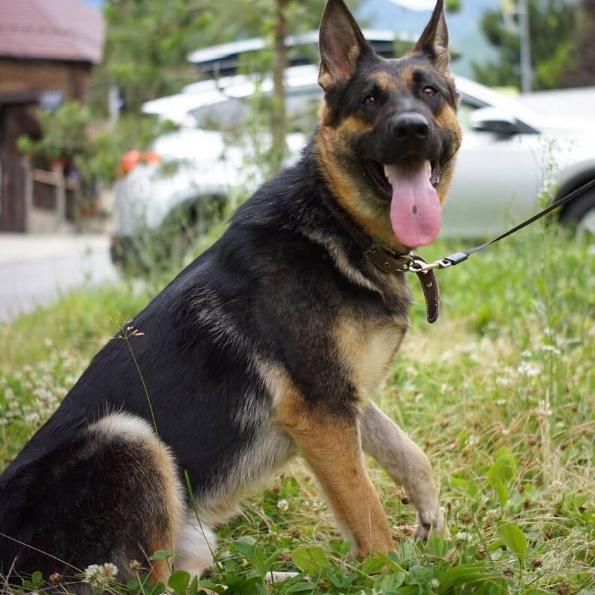 Немецкая овчарка, взрослая собака