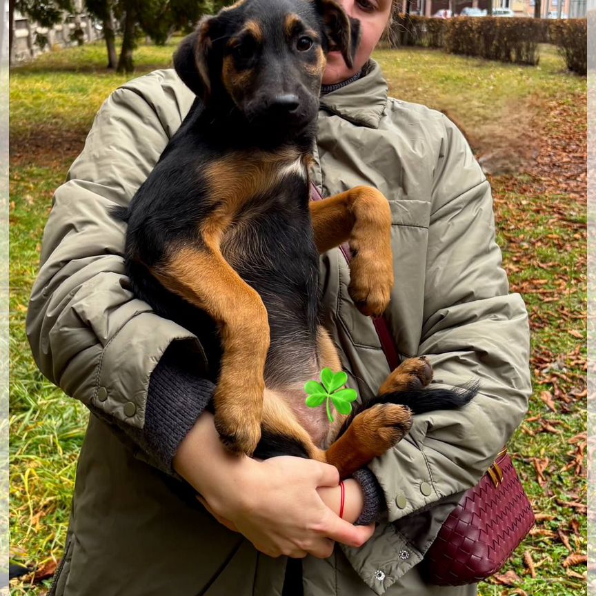 Щенок в добрые руки