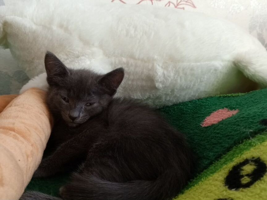 Пристрою котенка