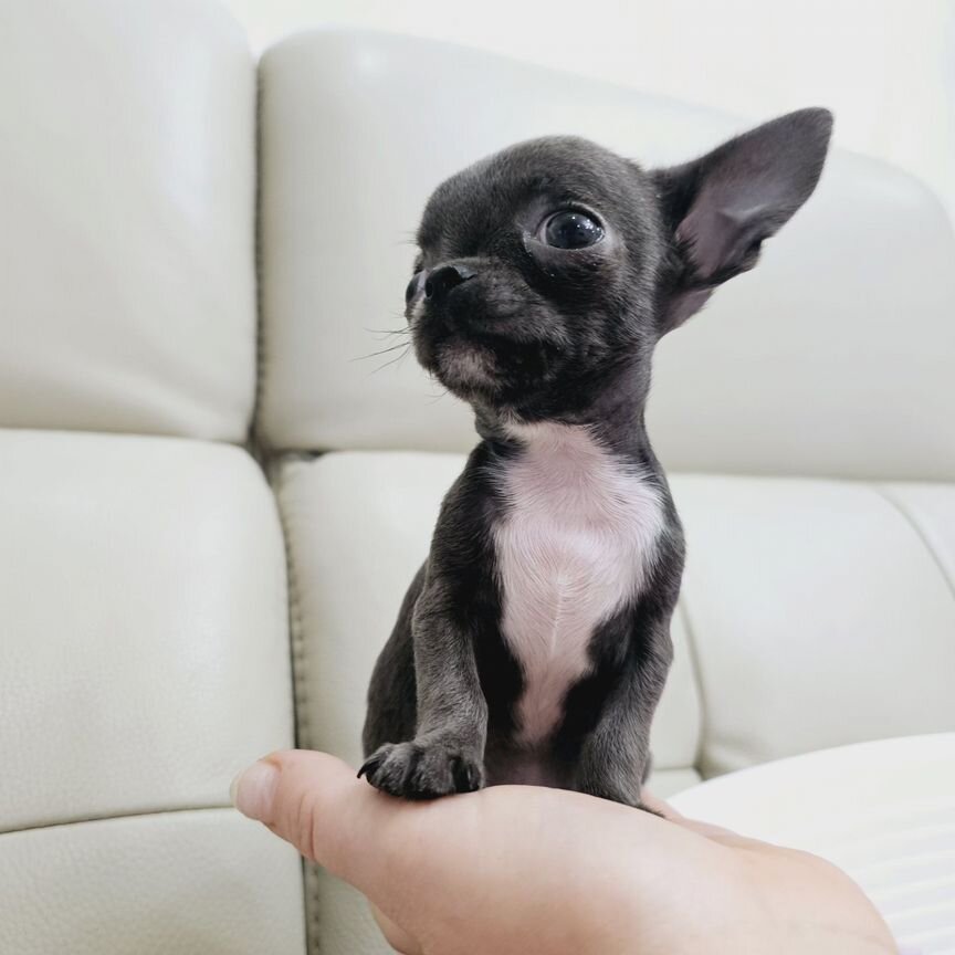 Чихуахуа мини голубой мальчик
