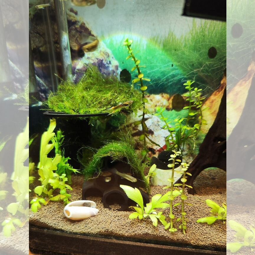 Папоротник и мох