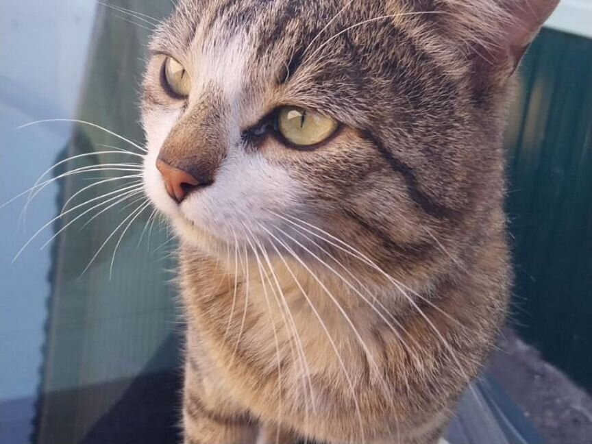 Нашёлся котик, посёлок Западный