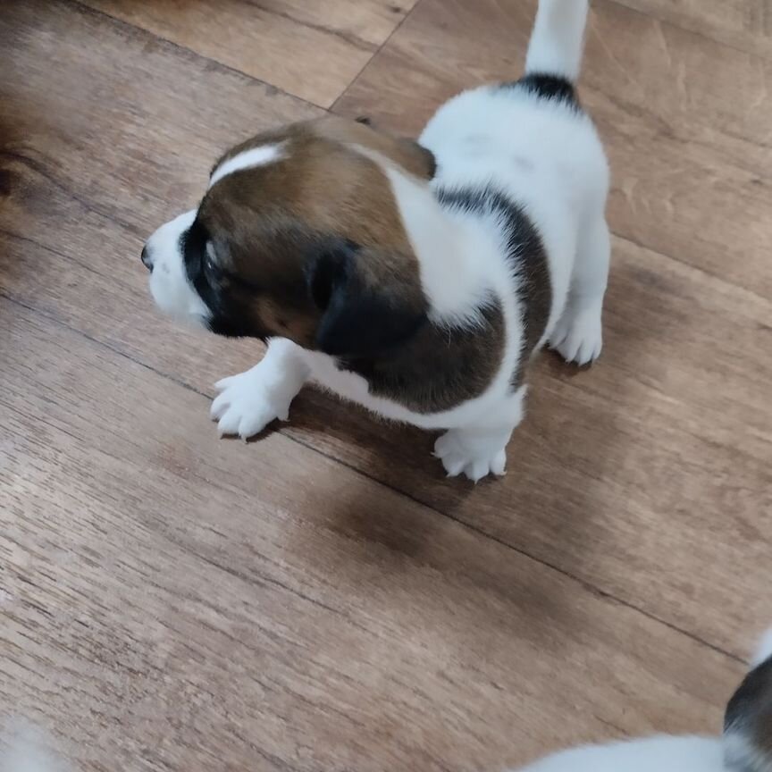 Щенки Джек рассел терьер гладкошерстный