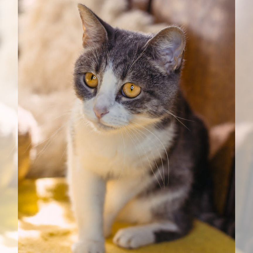 Кошка ищет дом