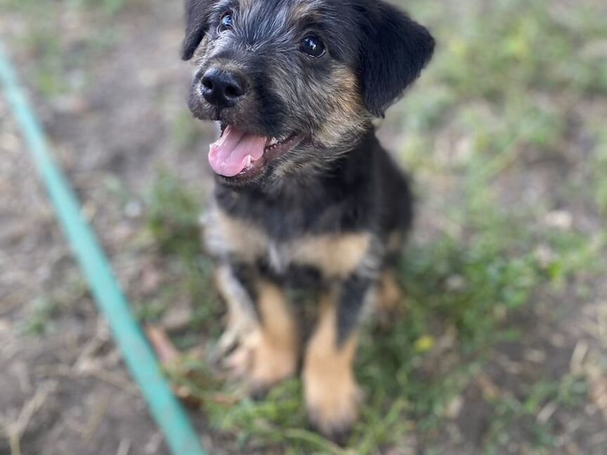 Бени щенок от маленькой собачки