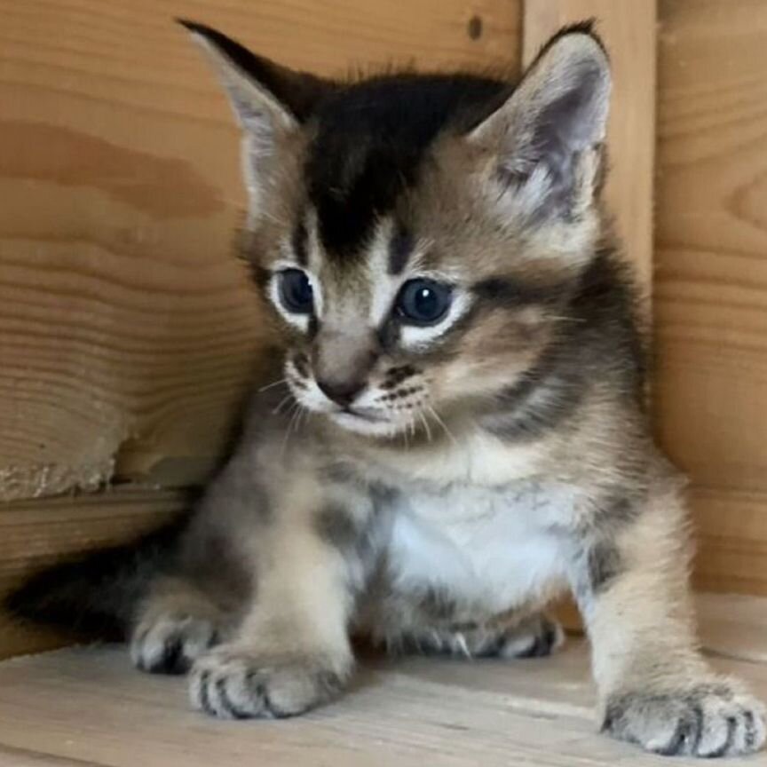 Котята