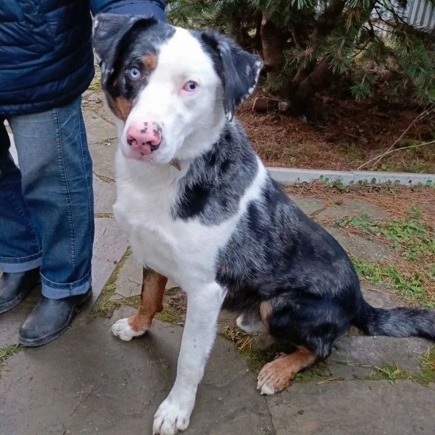 Босерон, взрослый пёс