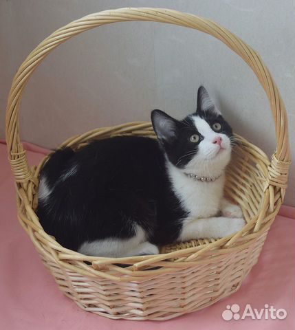 Котенок