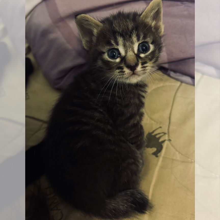 Курильский бобтейл длинношёрстный котёнок