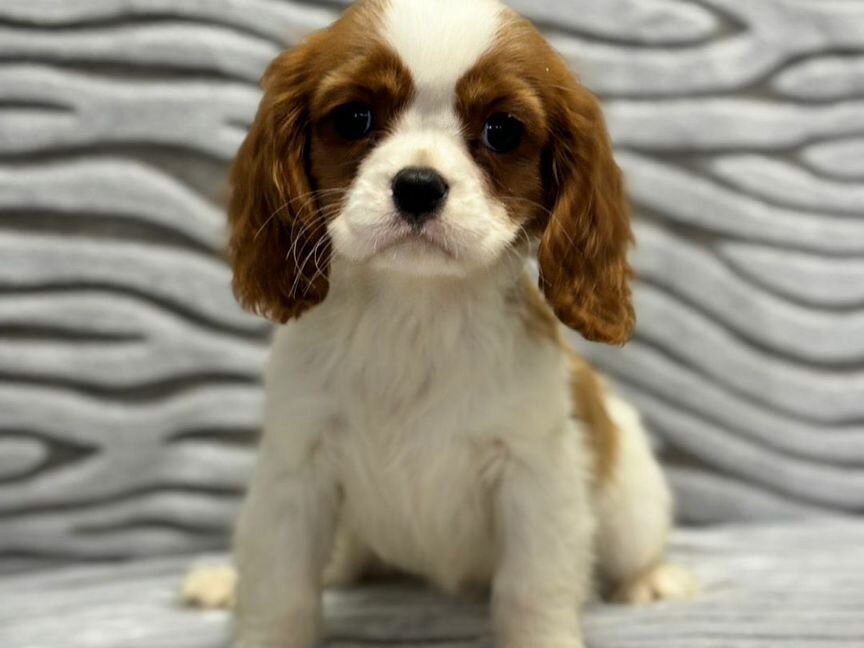 Девочки ккчс