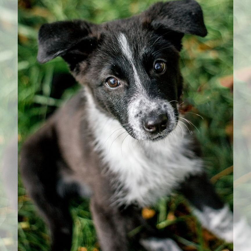 Щенок 3,5 месяца