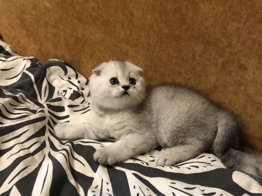 Шотландский вислоухий котенок