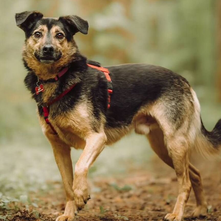 Взрослый пёс в добрые руки