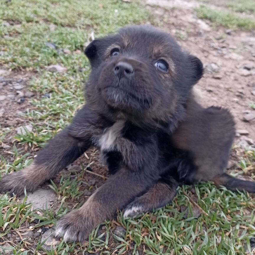 Отдам щенков (смесь немецкой овчарки и дворняжки)